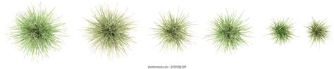 107 Jungle Grass Png Stock Vectors And Vector Art Shutterstock
