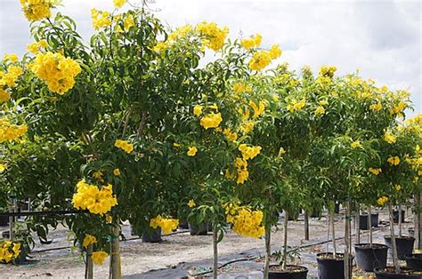 Tecoma Stans Jardim Cor