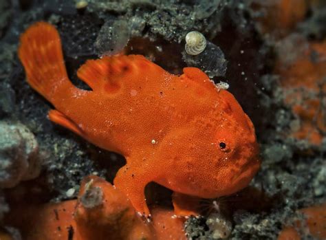 What Are Anglerfish With Picture