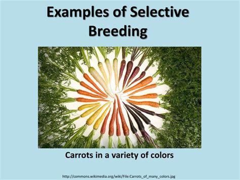 Ppt Selective Breeding Powerpoint Presentation Id
