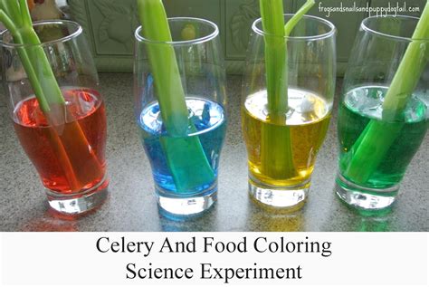 Celery Experiment Food Coloring