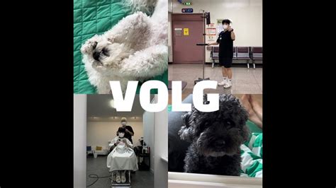 Vlog 암환자 일상 브이로그 강아지들과 보내는 슬기로운 함암 생활 Youtube