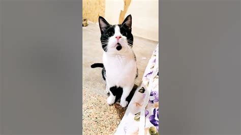 پسر قشنگم یک عدد گربه ی تاکسیدو اصیل😅🥰 Youtube