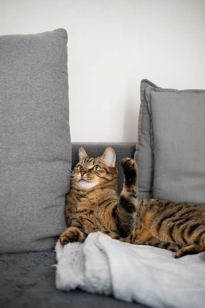Premium Photo Cat Being Messy And Naughty