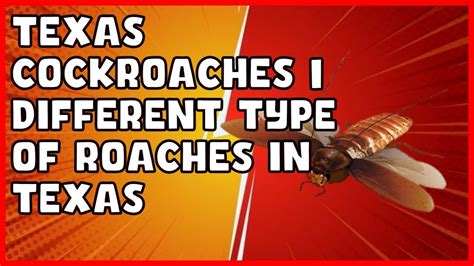Texas Cockroaches Different Type Of Roaches In Texas Youtube
