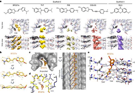Cryo Em Structures For The Ligands Binding To The N Pocket Of The α Syn Download Scientific