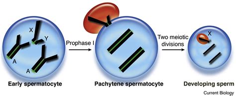 Meiotic Sex Chromosome Inactivation Current Biology