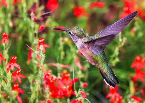 ‘its Always Like A Treasure Hunt Birding Programs At Aces Highlight