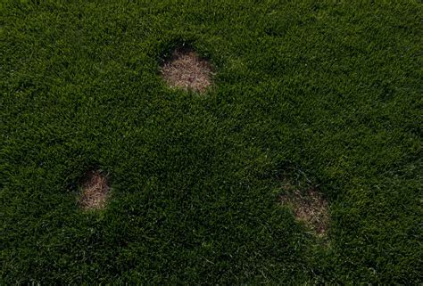 Brown Spots On Lawn Causes Fixes And Prevention Tips