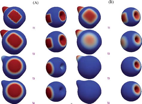 Snapshots For The Time Evolution Of The Turing Like Model On A Sphere Download Scientific