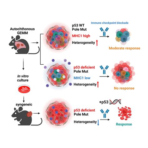 Loss Of P53 And Mutational Heterogeneity Drives Immune Resistance In An