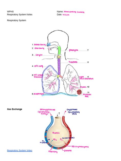 Respiratory System Structures And Functions 2 Pdf Respiratory