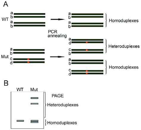 Schematic Overview Of Page Based Genotyping Protocol For
