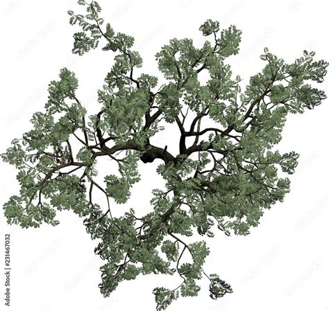 Plant Tree Overhead Icon Top View Symbols Isolated On White Background Perfect For Use With