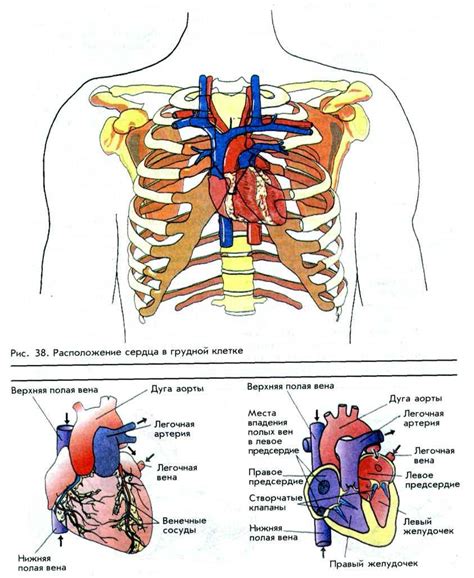 Сердце человека рисунок анатомия расположение