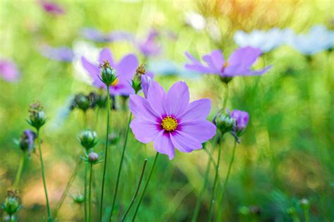 화려한 코스모스 꽃의 들판 꽃차례가 흔들리고 바람에 흔들리며 아름답게 보입니다 0명에 대한 스톡 사진 및 기타 이미지 0명 가든코스모스 가을 Istock