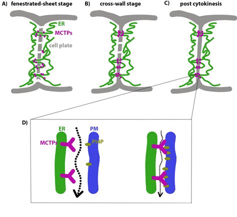 Plant Plasmodesmata Bridges Form Through Er Driven Incomplete