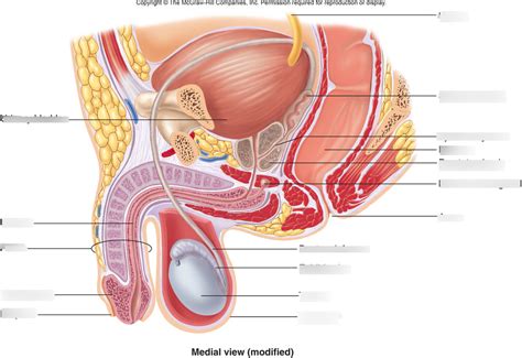 Male Reproductive System Diagram Quizlet