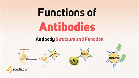 Antibody Physiological Function At Linda Rice Blog