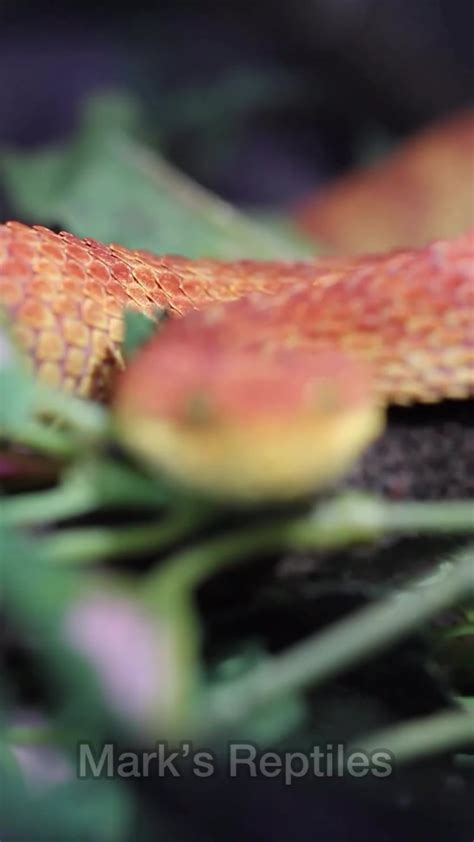 Fire Coloured Variable Bush Viper Check Out Marksreptiles On Instagram Coz Its Fuckin