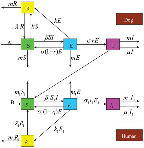 Analysis Of Rabies In China Transmission Dynamics And Control