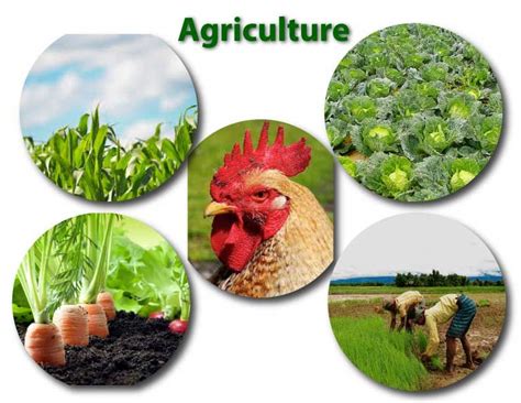 Branches Of Agriculture 7 Agriculture Branches Paper Tyari