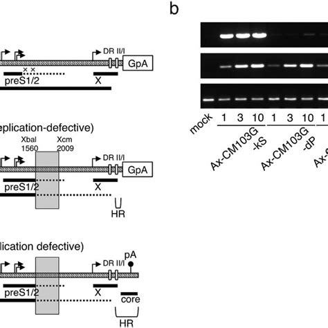 Detection Of Pseudo Ccc Dna A Schematic Representation Of The Hbv