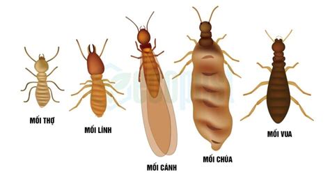 Các Loại Mối Gỗ Mối đất Mối Công Trình Xây Dựng Ecopest