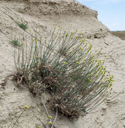 False Naked Buckwheat From SH 78 Melba ID US On June 23 2023 At 02