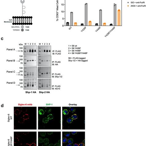 Siglec 6 Treatment Inhibits Systemic Anaphylaxis In Humanized Mice A