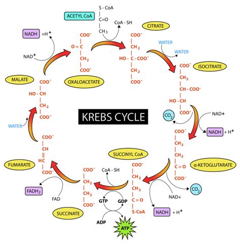 Krebs Cycle Bioc 2580 Diagram Quizlet