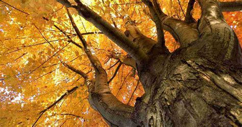 Choosing The Right Tree For Saddle Hunting