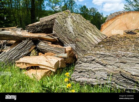 Tree Felling In The Forest Stock Photo Alamy