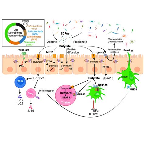 Scfas Interaction With Gut Cells And Allergenic Responses Biorender Science Templates