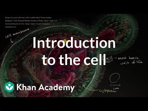 Introduction To The Cell Video Lecture Biology And Biochemistry For MCAT