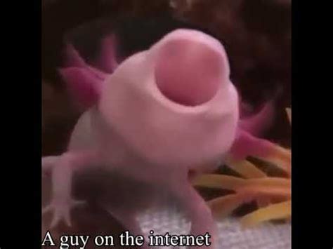 Axolotl Dead Mouth Open