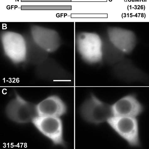 Self Association Requires Both Catalytic And Association Domains A