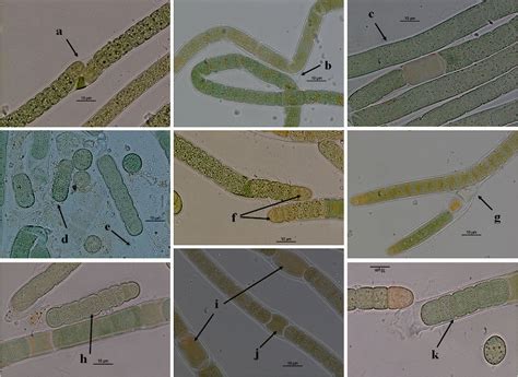 Figure 1 From Insights Into The Phylogeny Of False Branching Heterocytous Cyanobacteria With The