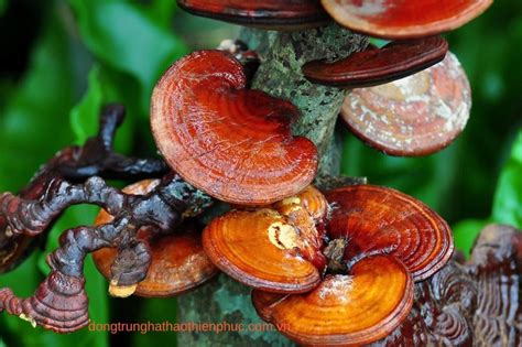 C Ng D Ng C A N M Linh Chi T Ng C Ng S C Kh E V H Tr I U Tr Hi U Qu