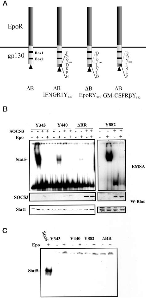 Figure 1 From The Stat1 Binding Motif Of The Interferon γ Receptor Is Sufficient To Mediate