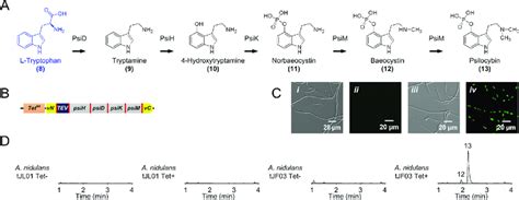 Heterologous Production Of Psilocybin A Established Psilocybin