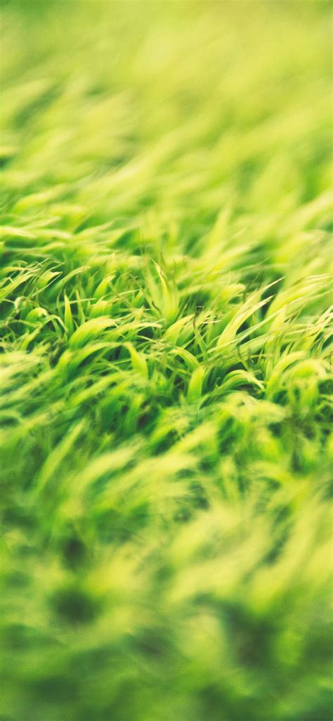 Grass Iphone Wallpapers 4k Hd Grass Iphone Backgrounds On Wallpaperbat