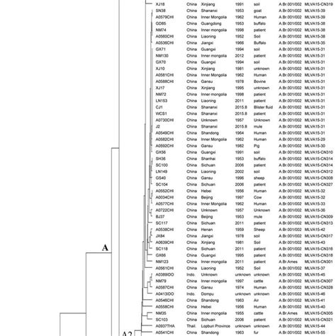 Genetic Relationships Based On A Minimum Spanning Tree Mst Of The Download Scientific