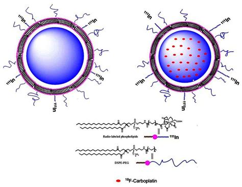 Custom Labeled Liposome Service Cd Formulation