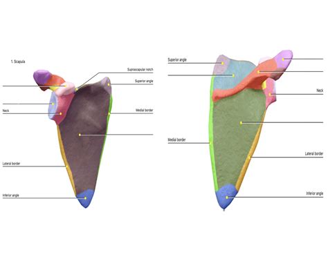 Scapular Markings Quiz