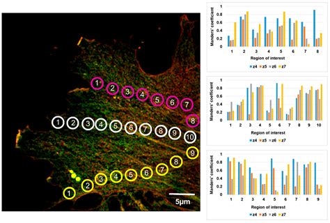 Colocalization Analysis Of Cytoplasmic Actin Isoforms Distribution In