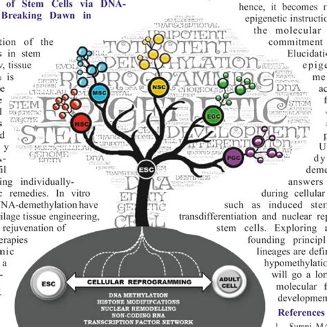 Molecular Scheme Regulating Cellular Reprogramming Of Embryonic Stem