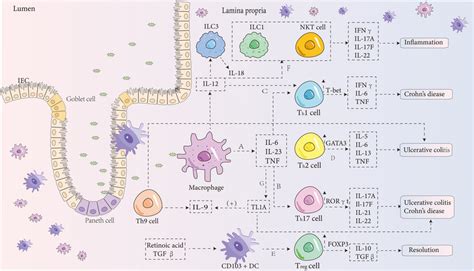Ibd Pathogenesis Diagram A In The Intestinal Lamina Propria