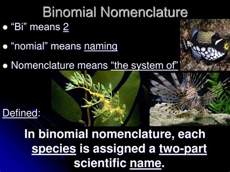 PPT Classification Taxonomy PowerPoint Presentation Free Download ID 1430413