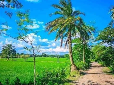 Muhammad Soharab Hussain On Linkedin Nature Picture Of Bangladesh